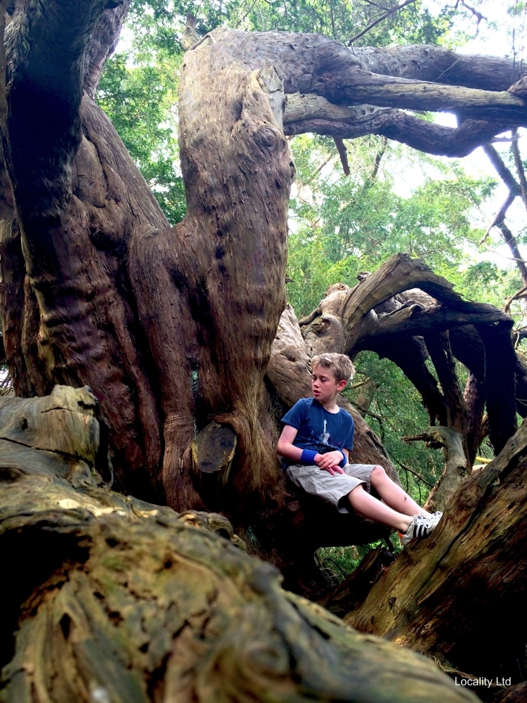 Yew tree wood for film and photographic location | Locality Online